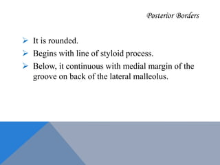 Fibula bone Anatomy | PPTX