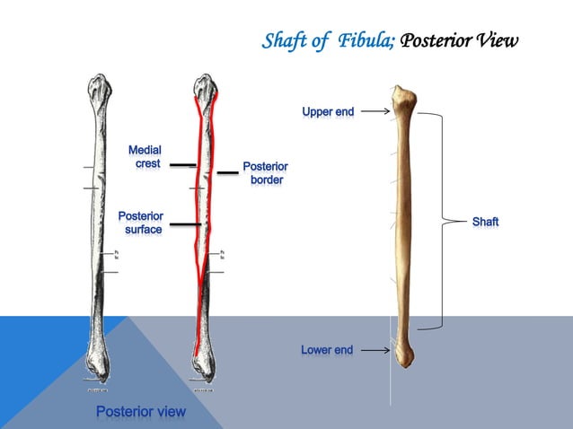 Fibula bone Anatomy | PPTX