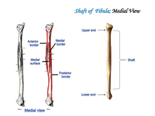 Fibula Diagram