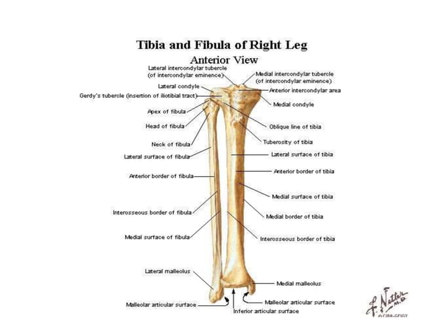 Fibula bone Anatomy | PPTX