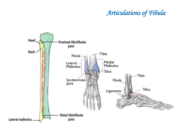 Fibula bone Anatomy | PPTX