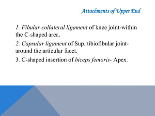 Fibula bone Anatomy | PPTX