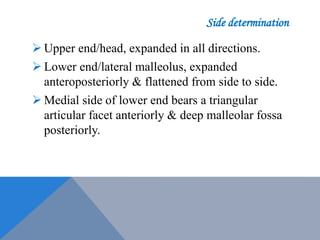 Fibula bone Anatomy | PPTX