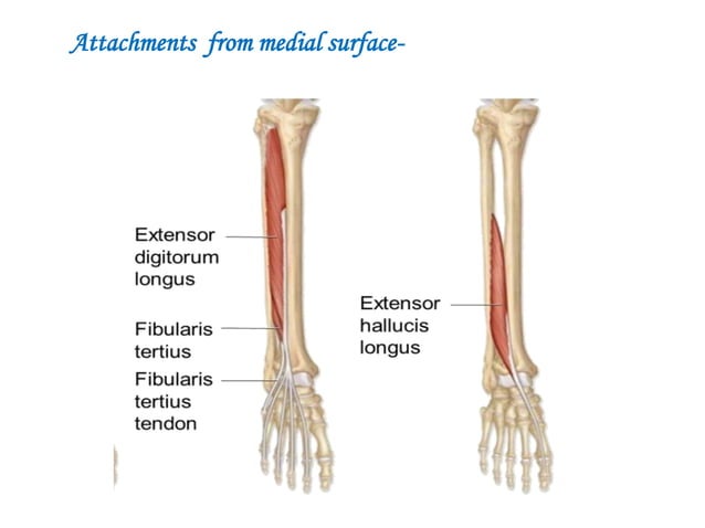 Fibula bone Anatomy | PPTX