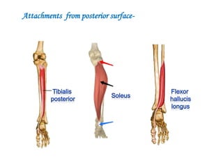 Fibula bone Anatomy | PPTX
