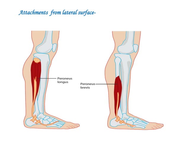 Fibula bone Anatomy | PPTX
