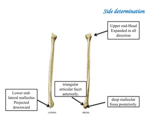 Fibula bone Anatomy | PPTX