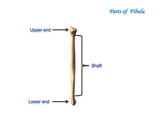 Fibula bone Anatomy | PPTX