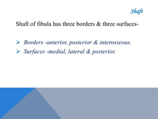 Fibula bone Anatomy | PPTX