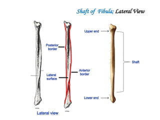 Fibula bone Anatomy | PPT