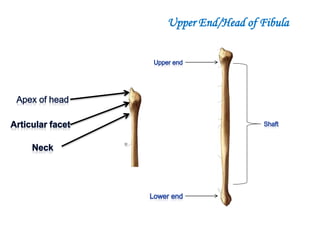Fibula bone Anatomy | PPT
