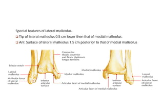 Fibula final.pdf