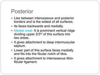 Fibula & patella | PPT