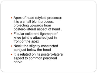 Fibula & patella | PPT