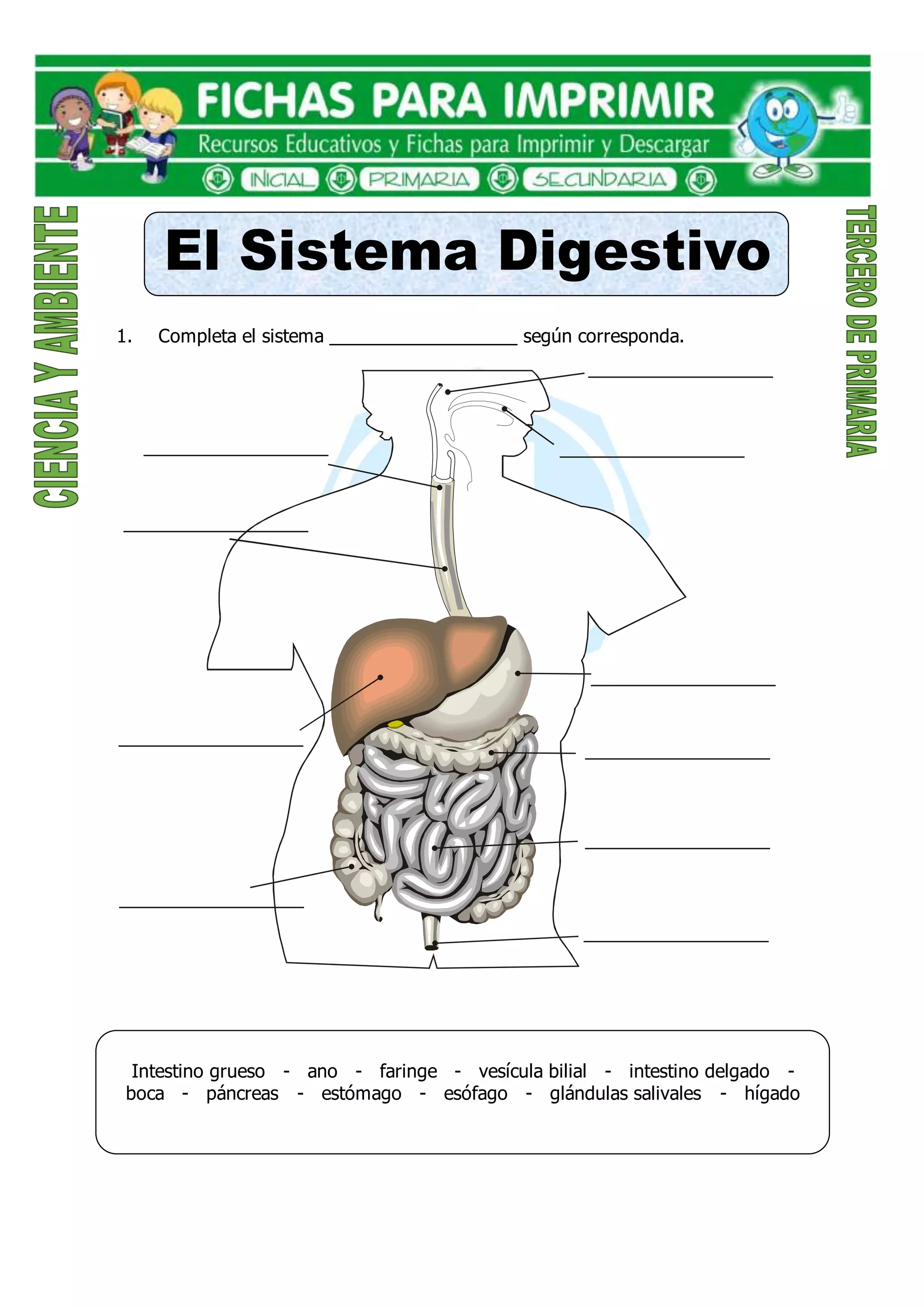 Hoja De Trabajo Sobre El Sistema Digestivo: Respuestas