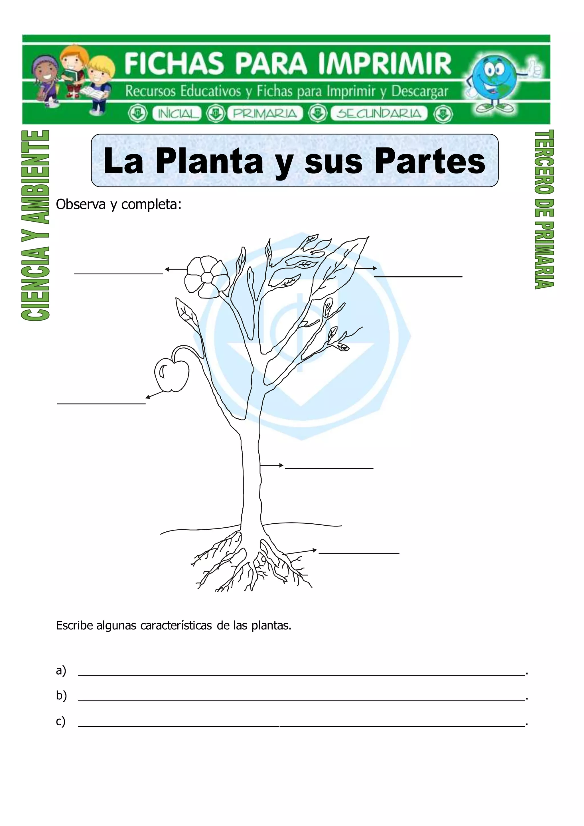 Hojas De Trabajo Sobre Las Partes De Una Planta Para Alumnos De Tercer ...