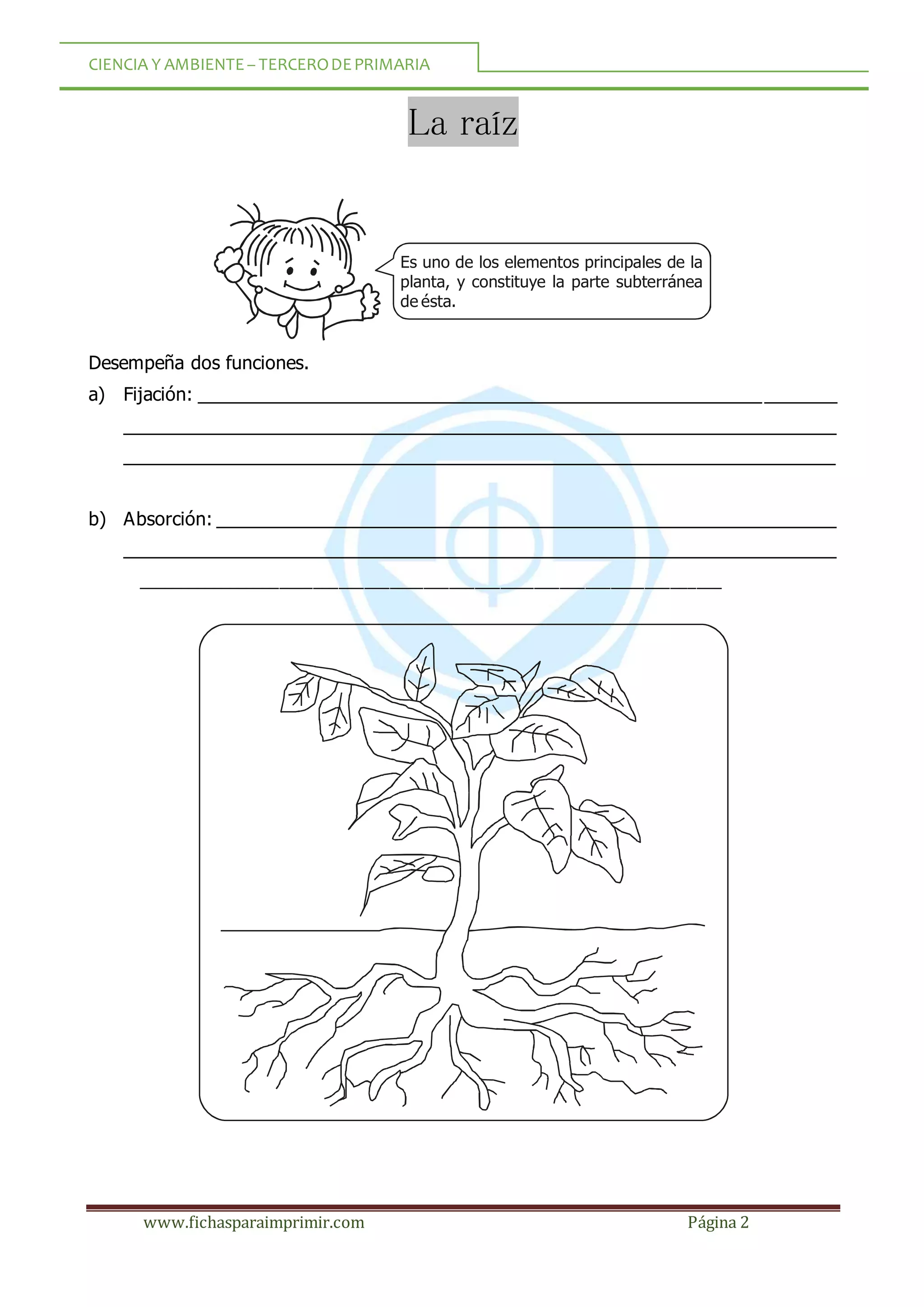 Hojas De Trabajo Sobre Las Partes De Una Planta Para Alumnos De Tercer ...