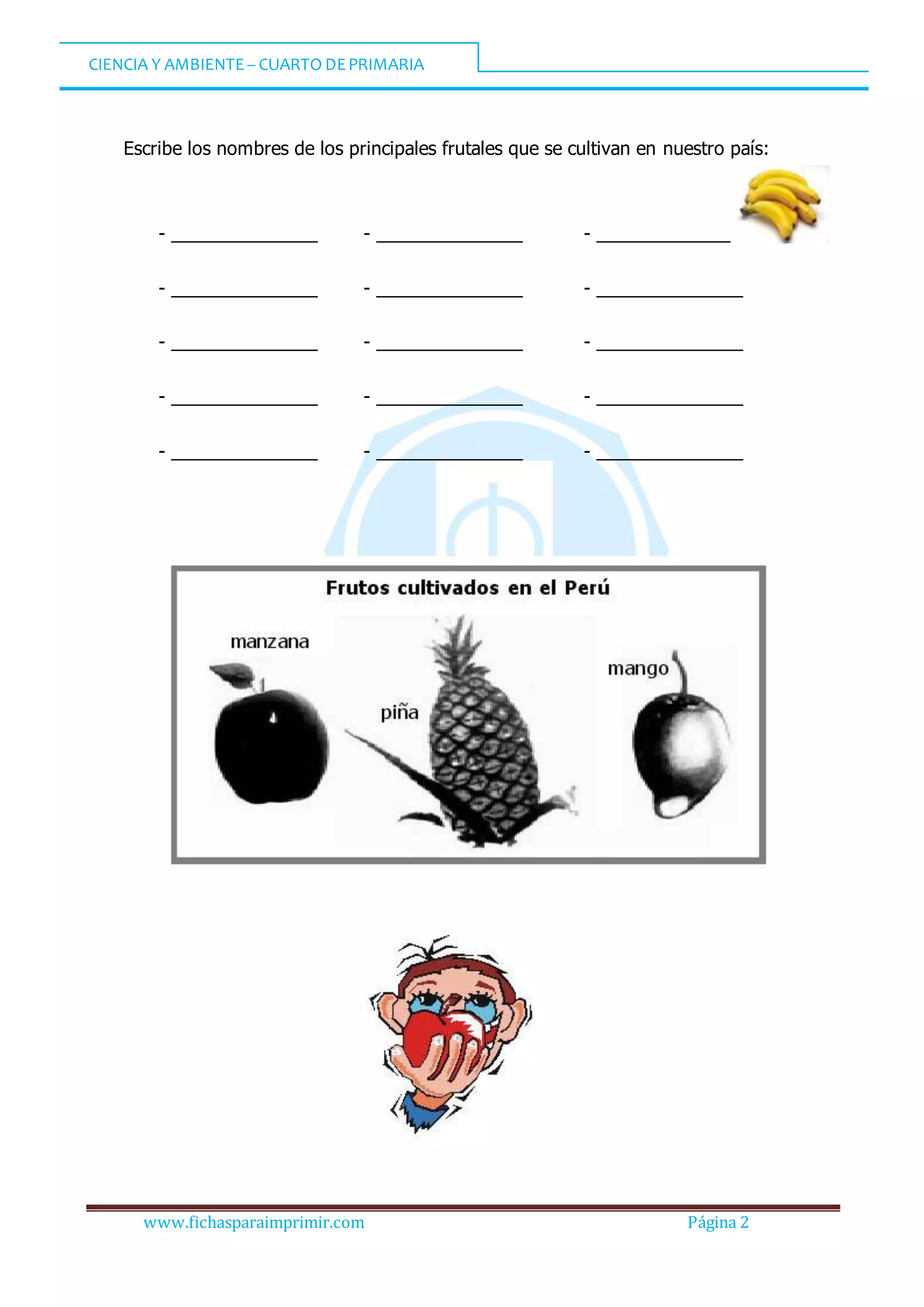 Ficha-El-Fruto-y-sus-Partes-para-Cuarto-de-Primaria.doc