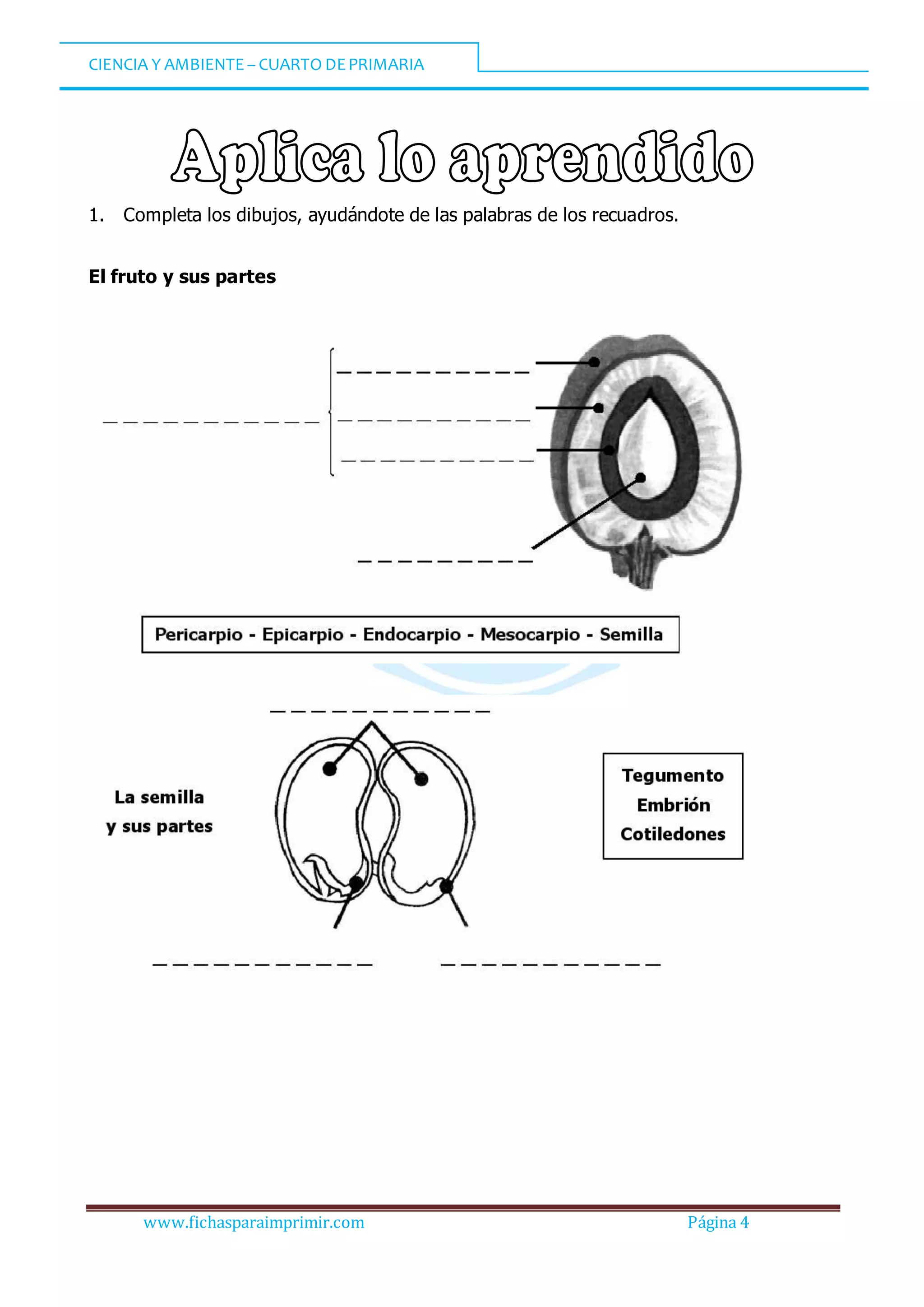 Ficha-El-Fruto-y-sus-Partes-para-Cuarto-de-Primaria.doc