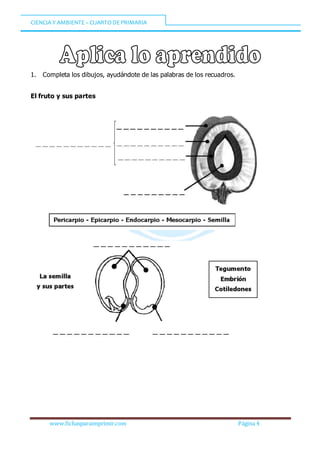 Ficha-El-Fruto-y-sus-Partes-para-Cuarto-de-Primaria.doc