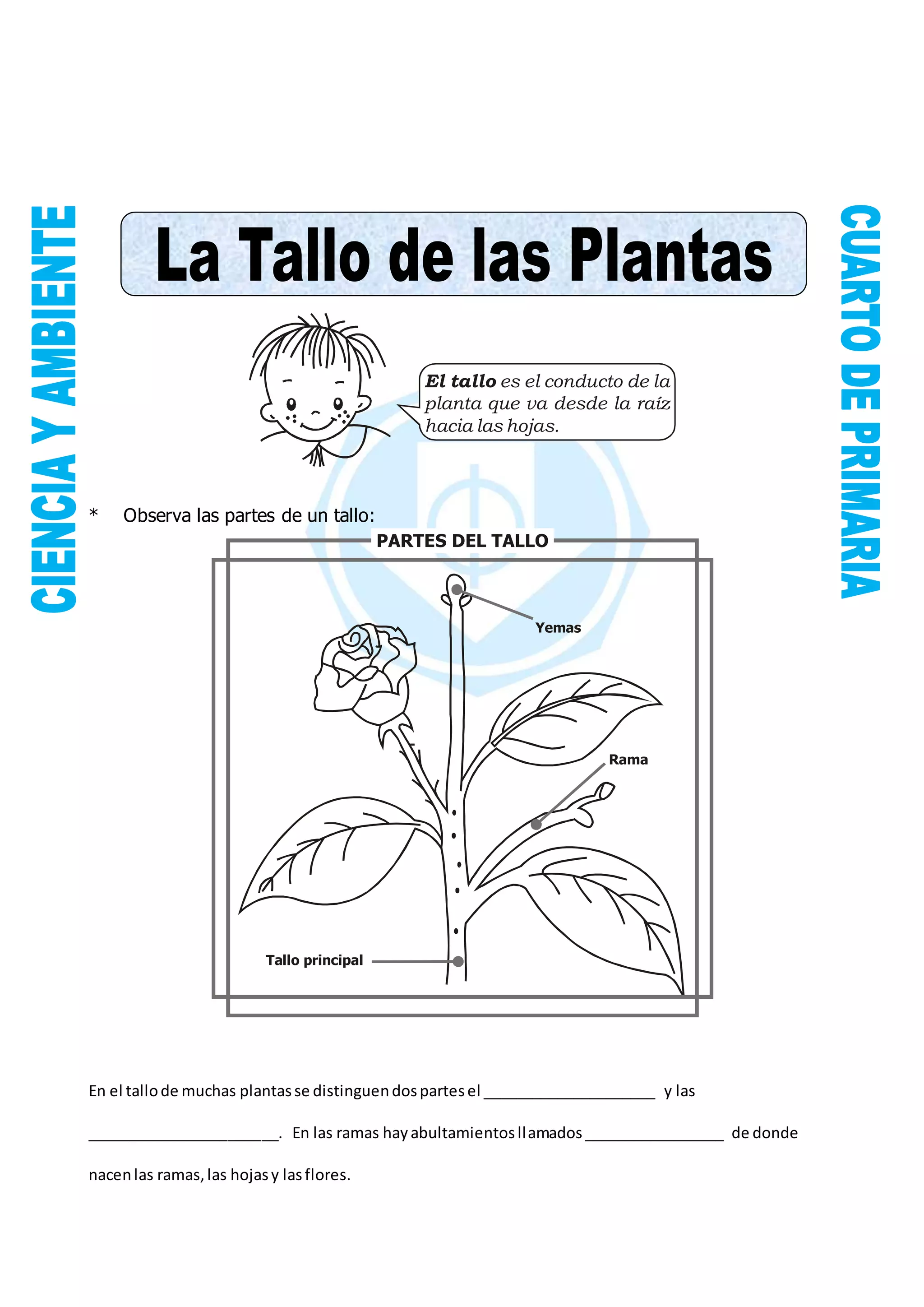 Ficha-El-Tallo-y-sus-Partes-para-Cuarto-de-Primaria.doc