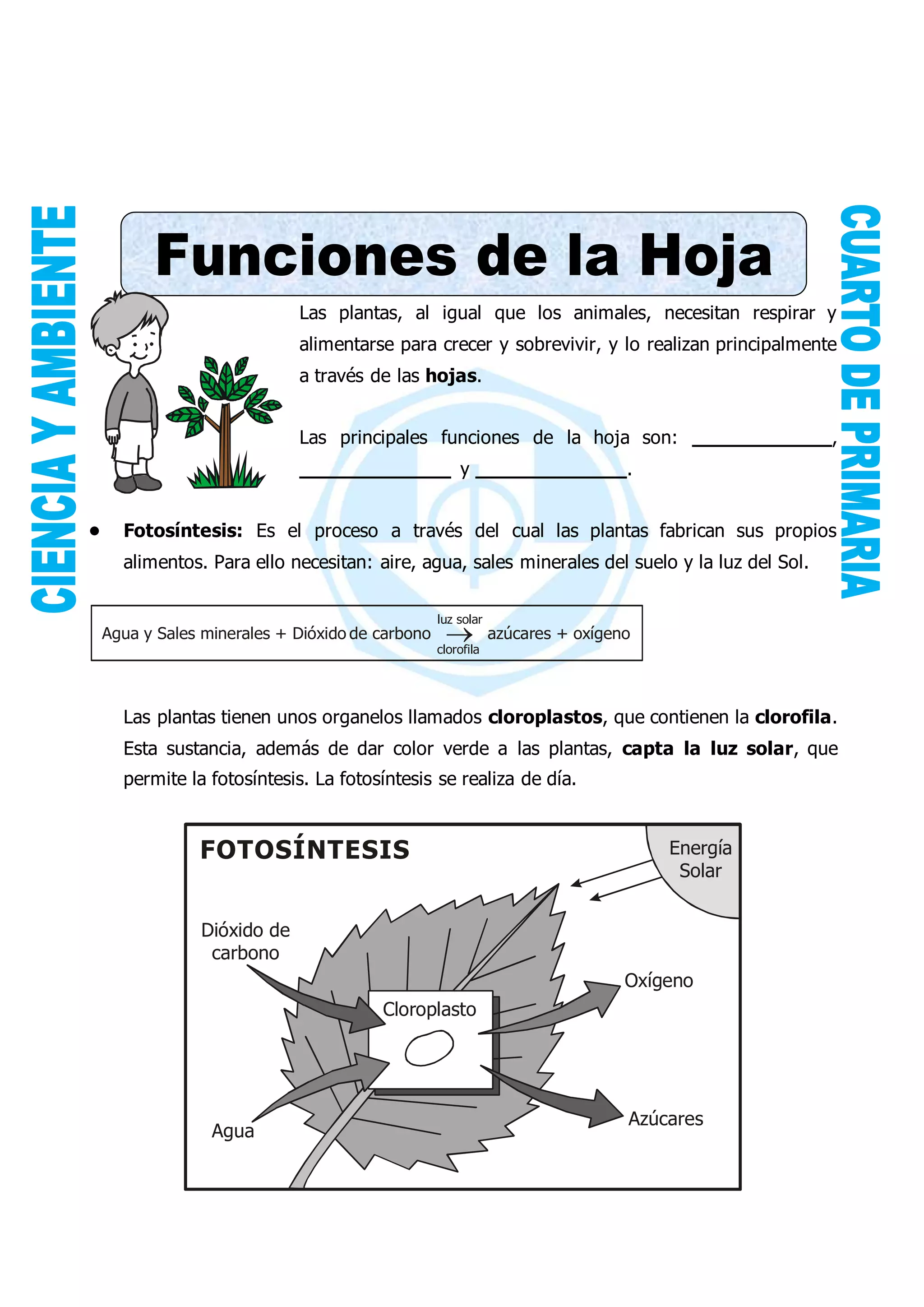 Ficha-Funcion-de-la-Hoja-para-Cuarto-de-Primaria.doc