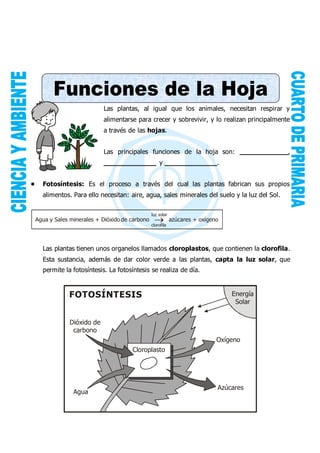 Ficha-Funcion-de-la-Hoja-para-Cuarto-de-Primaria.doc
