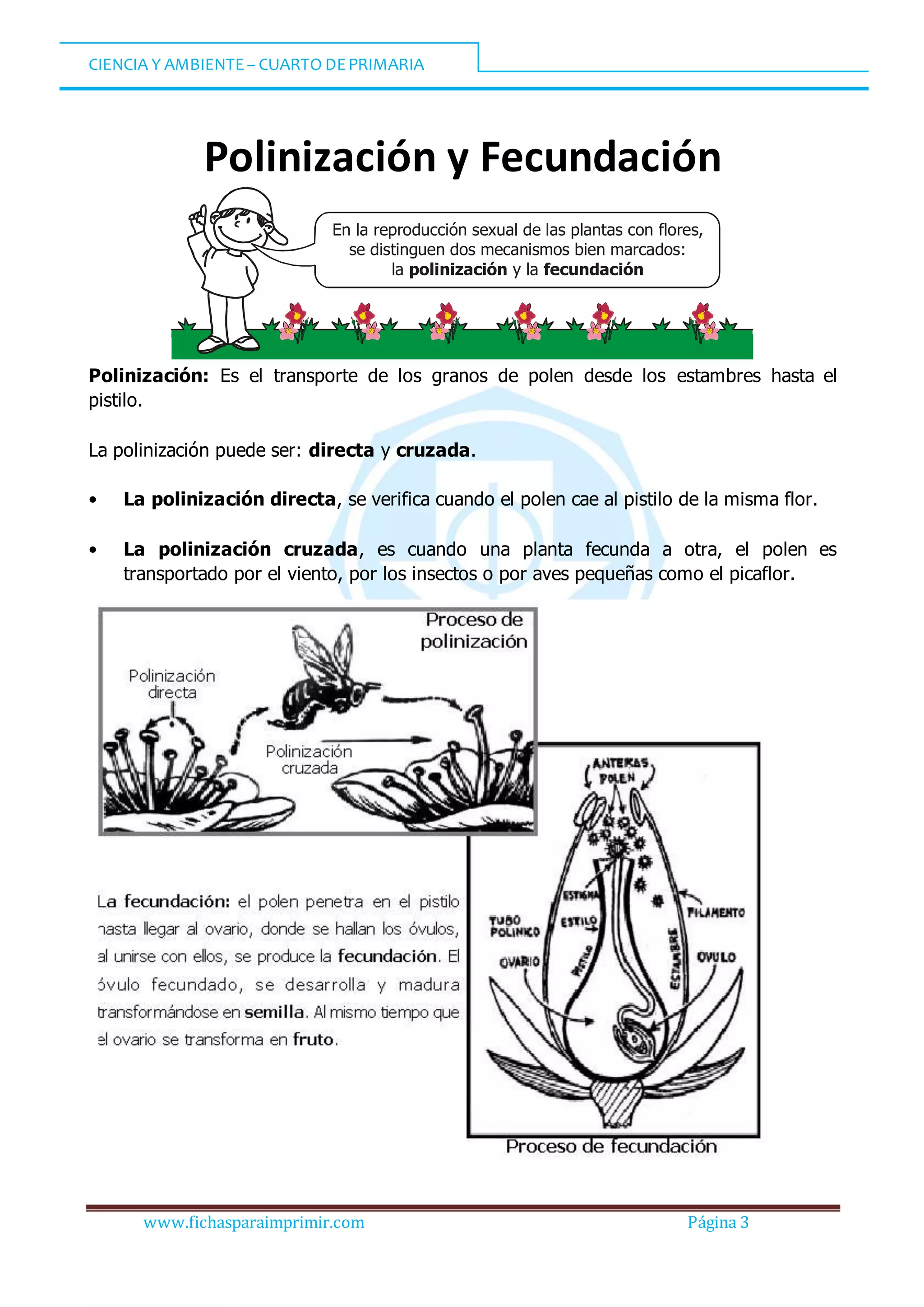 Hoja De Trabajo Sobre Las Partes De Una Flor Para Niños Hojas De