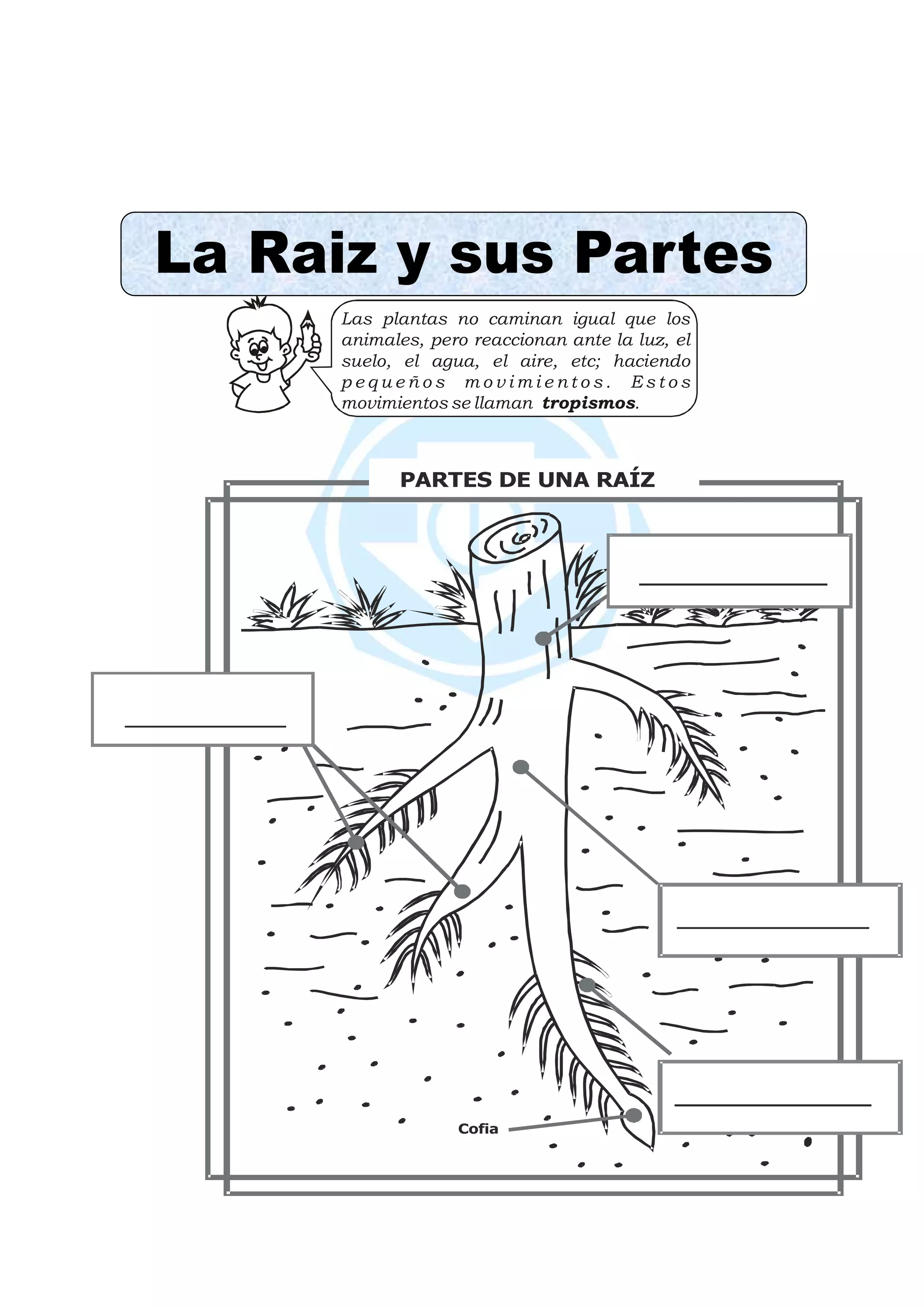 Ficha-La-Raiz-y-sus-Partes-para-Cuarto-de-Primaria.doc