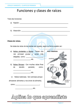 Ficha-La-Raiz-y-sus-Partes-para-Cuarto-de-Primaria.doc