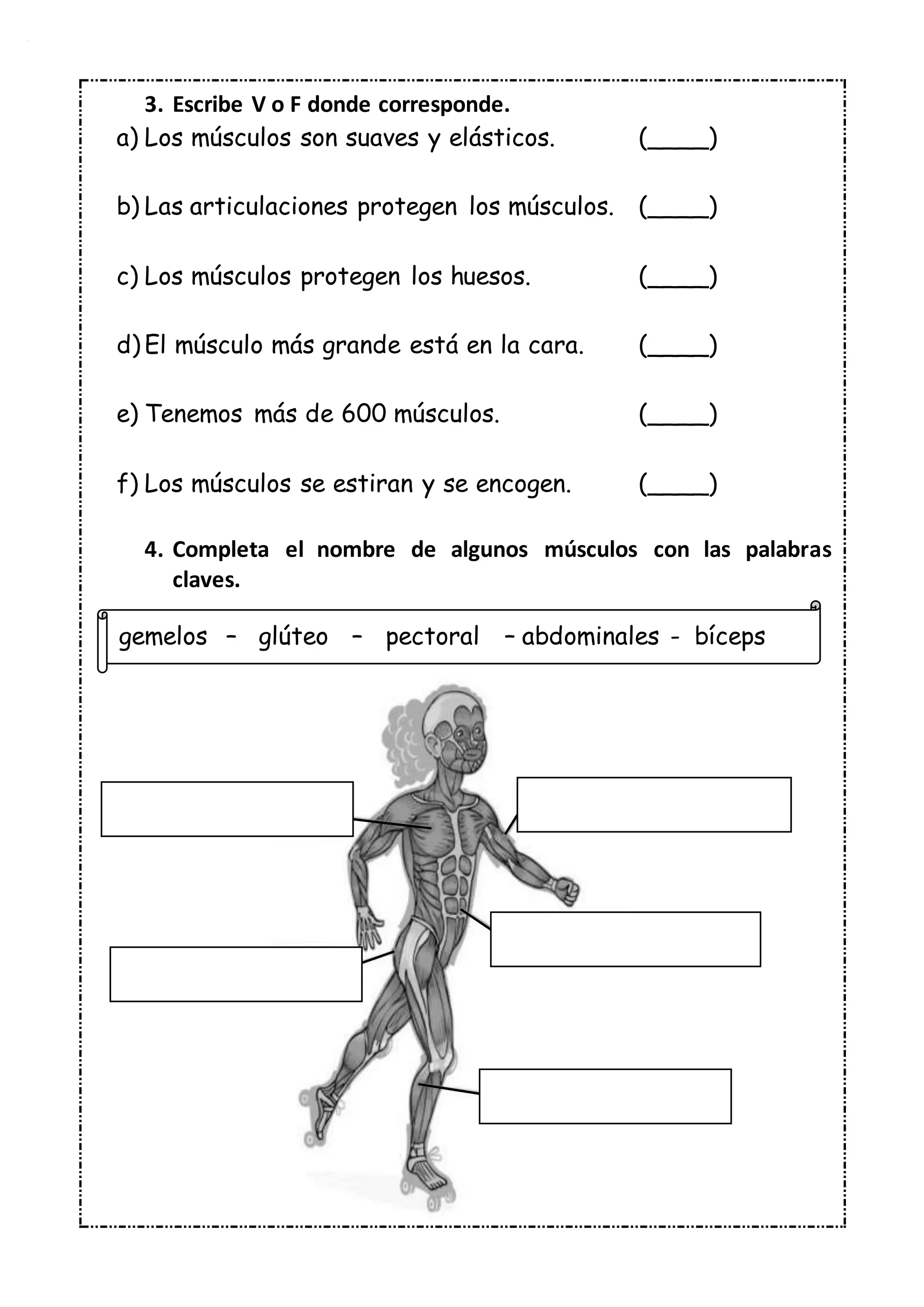El Sistema Muscular Para Nios Para Primero De Primaria Fichas