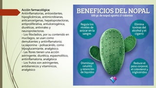 FICHA DE PLANTA Nopal.pptx