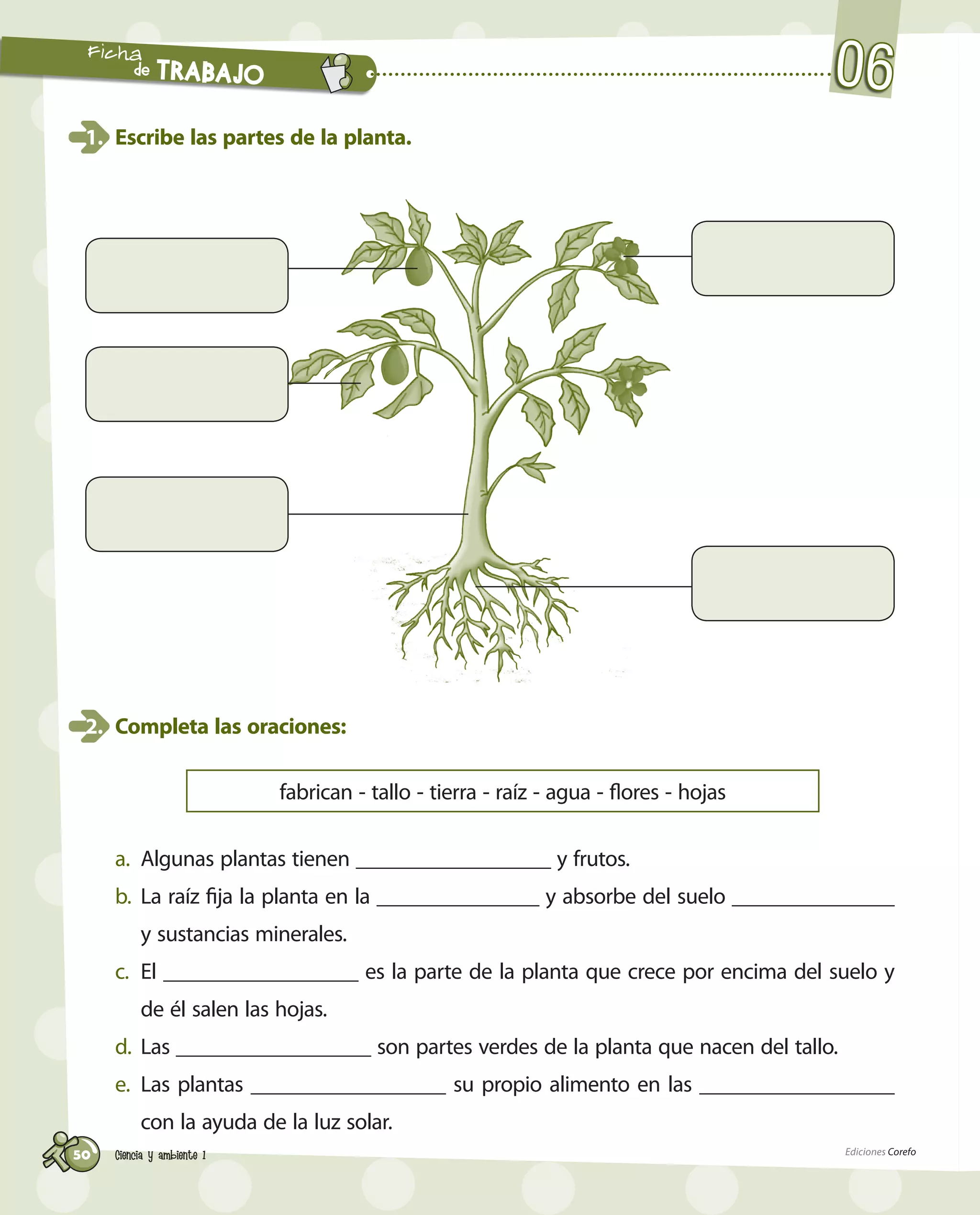 Hoja De Trabajo Sobre Las Partes De Una Planta Ficha De Las Partes De