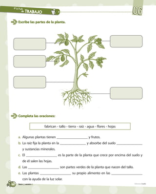 Ficha de trabajo - Partes de la planta | PDF