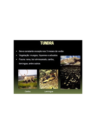 Ficha informativa nº 4 biomas terrestres envio | PDF