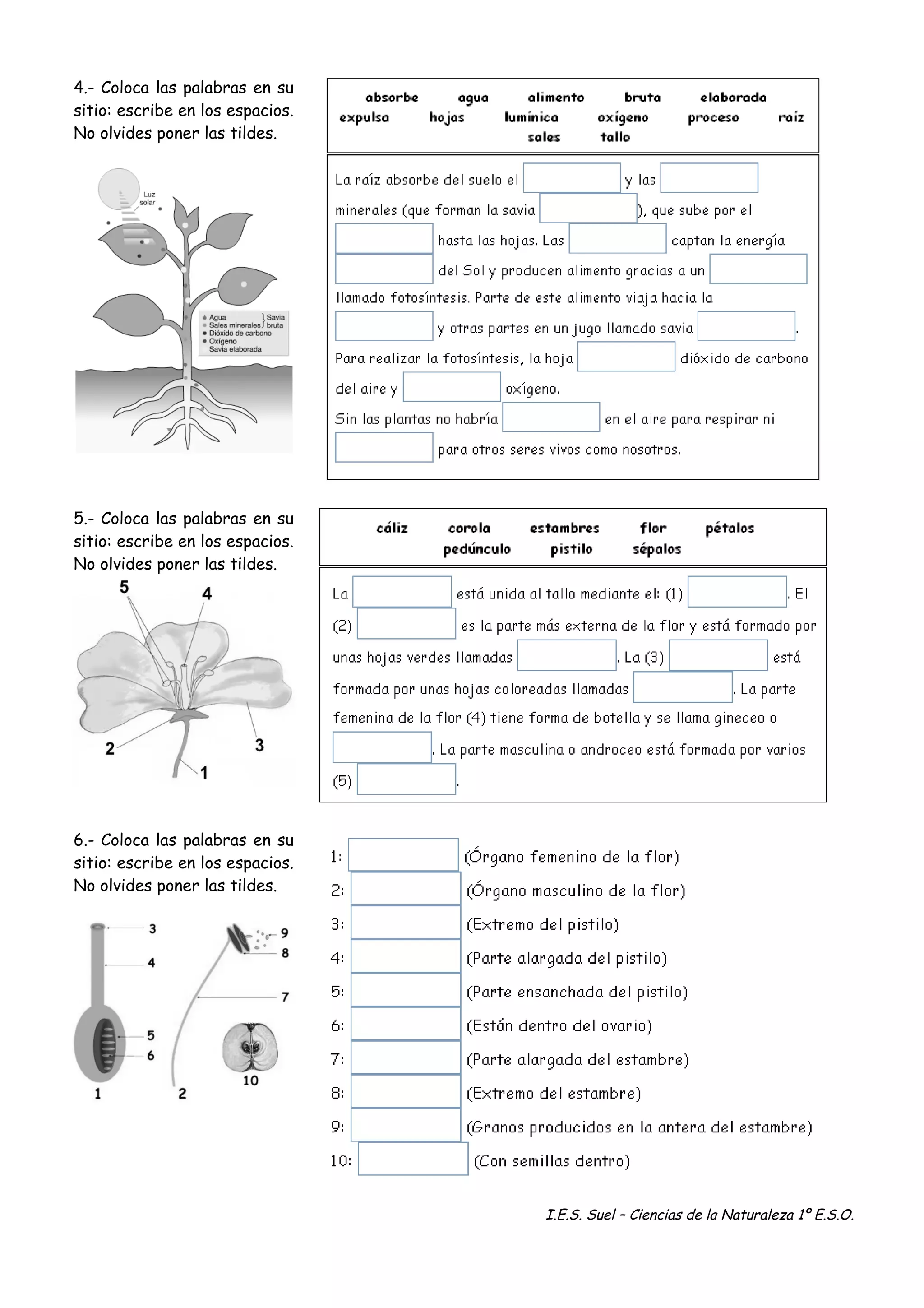 Ficha las plantas | PDF