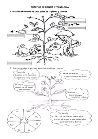 FICHAS 15-06-23 LAS PLANTAS.docx