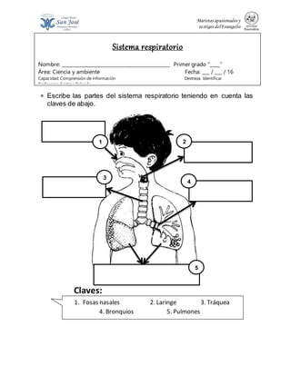 Hojas De Trabajo Sobre El Sistema Respiratorio Para Niños