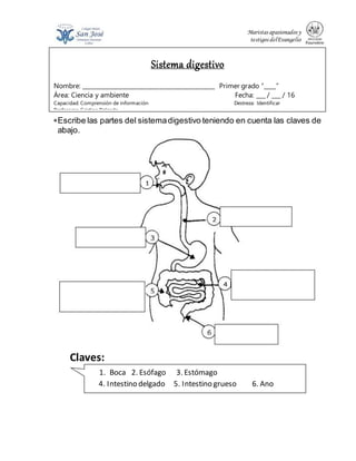 Hoja De Trabajo En Blanco Del Sistema Respiratorio