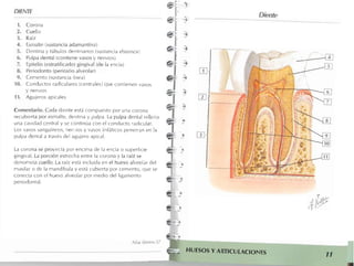 Fichas de autoevaluación Netter Cabeza y cuello.pdf