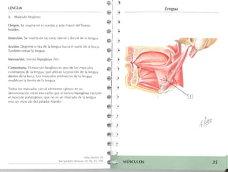 Fichas de autoevaluación Netter Cabeza y cuello.pdf