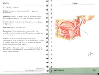Fichas de autoevaluación Netter Cabeza y cuello.pdf