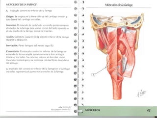 Fichas de autoevaluación Netter Cabeza y cuello.pdf