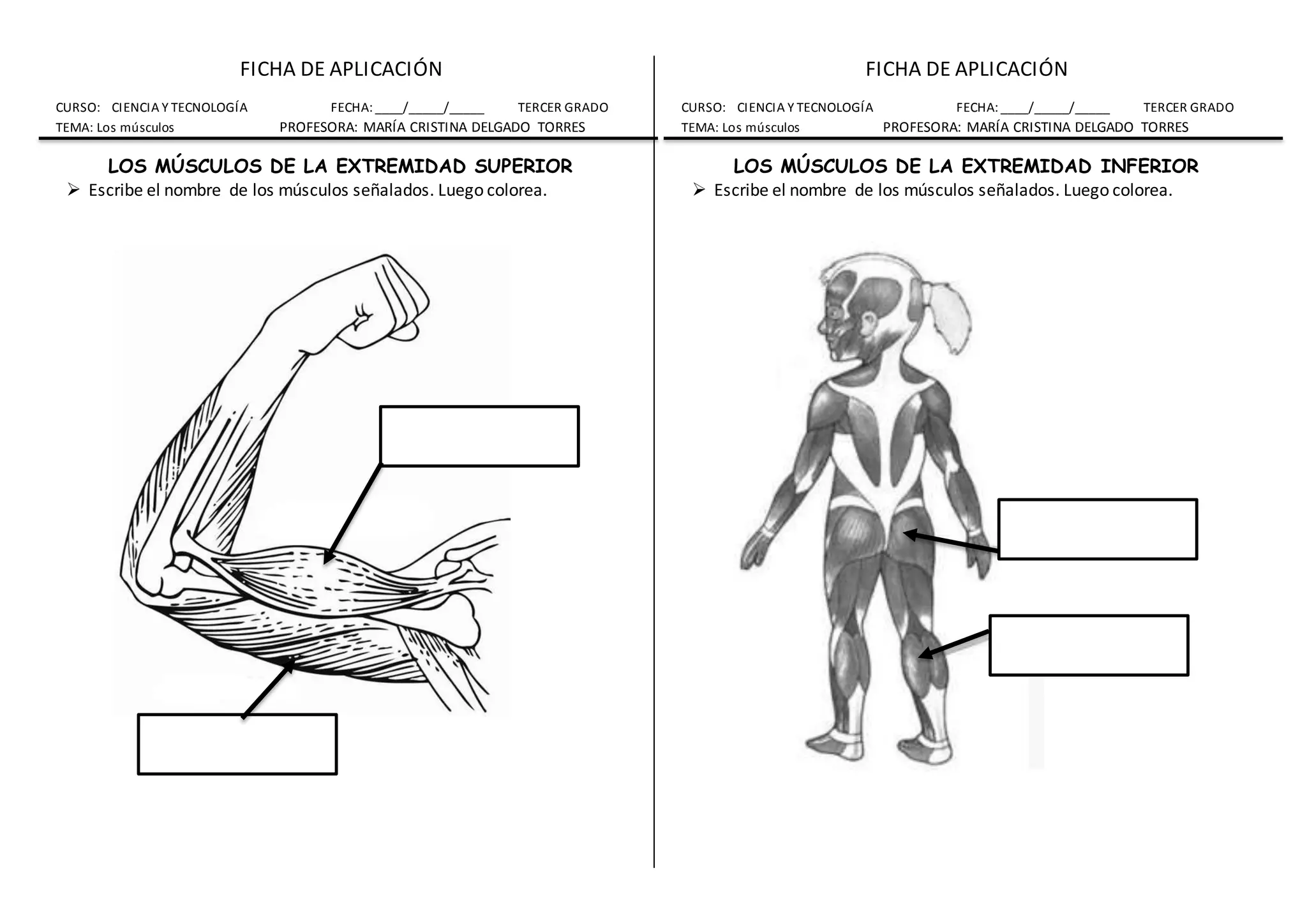 FICHAS DE LOS MÚSCULO - P3.docx