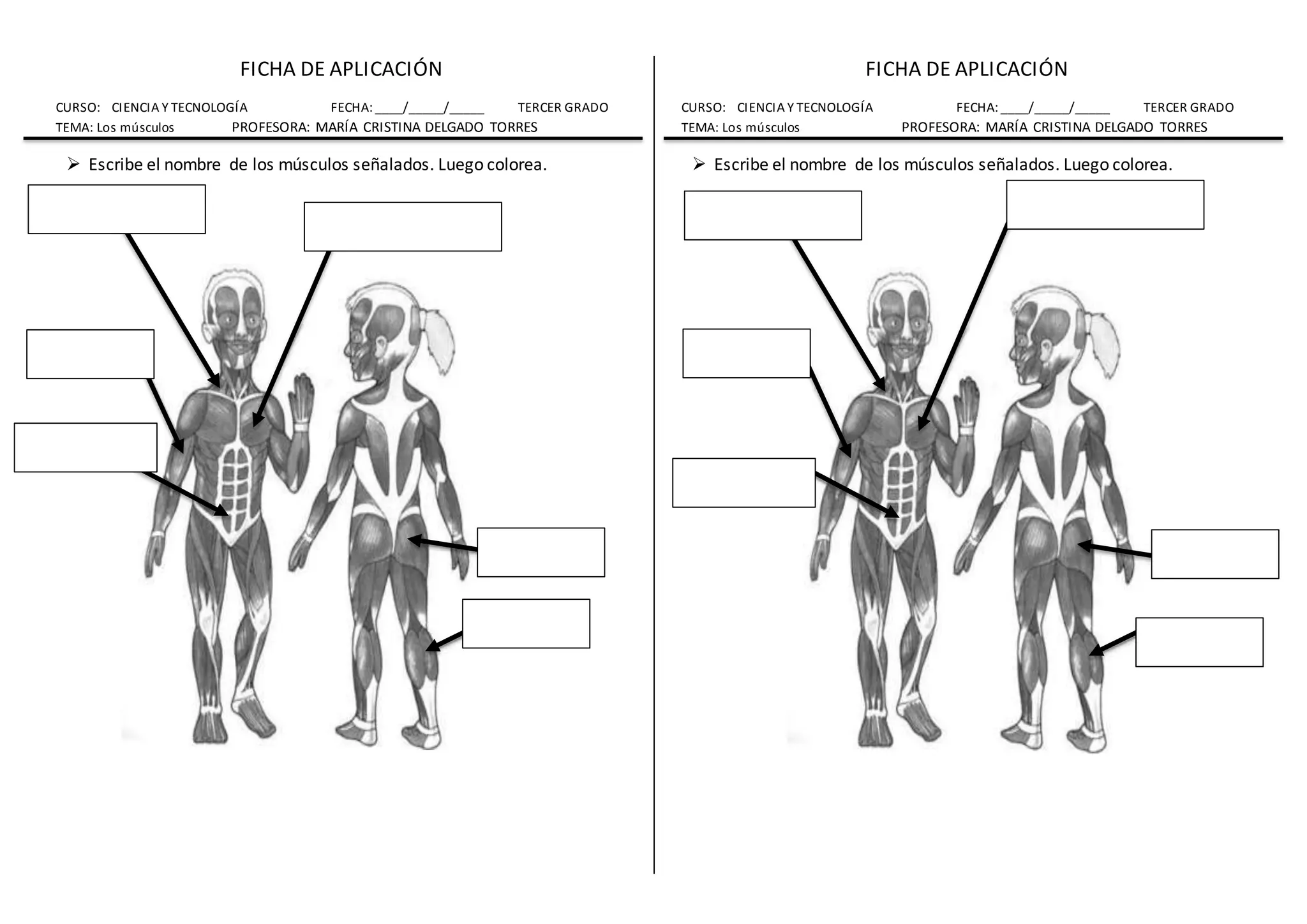 FICHAS DE LOS MÚSCULO - P3.docx