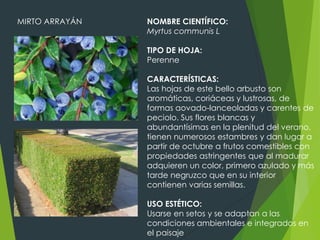 Fichas de vegetación | PDF