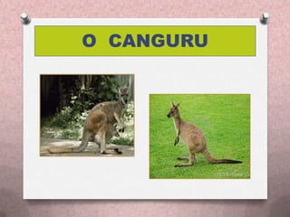 Fichas dos animais | PPTX