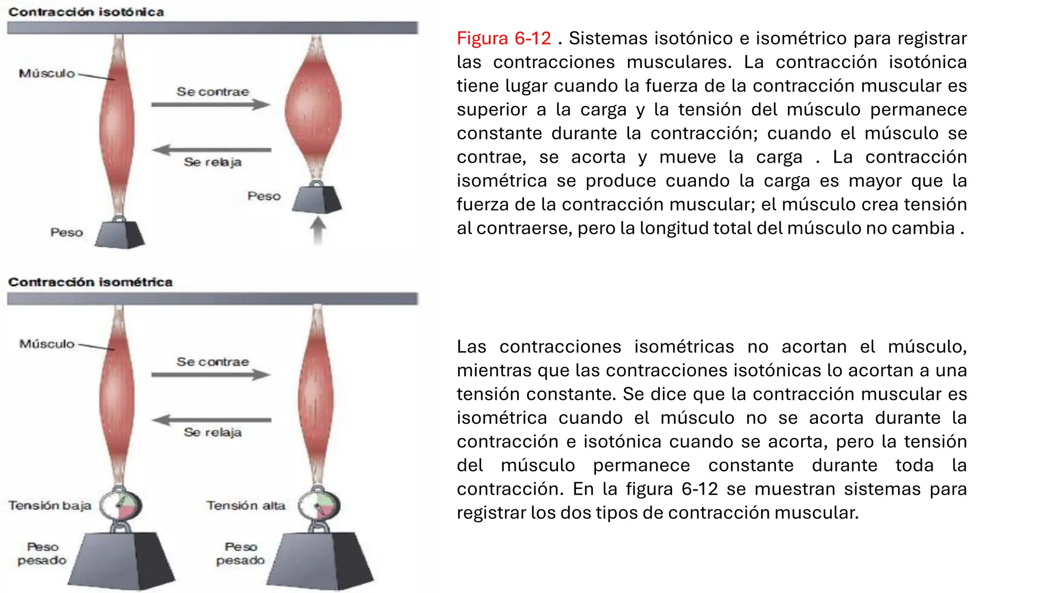 Fichas de guyton y hall para fisiología del cuerpo humano | PDF