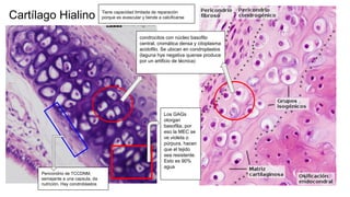 Fichas Histología 1 para medicina 1º año | PDF