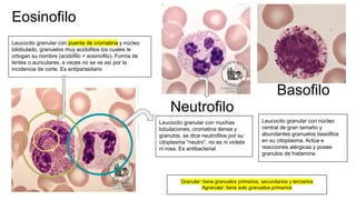 Fichas Histología 1 para medicina 1º año | PDF